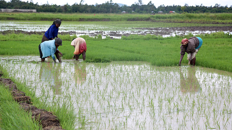 irrigation-projects-sb – National Irrigation Authority