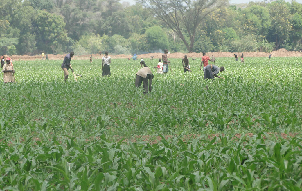 katilu-inner – National Irrigation Authority