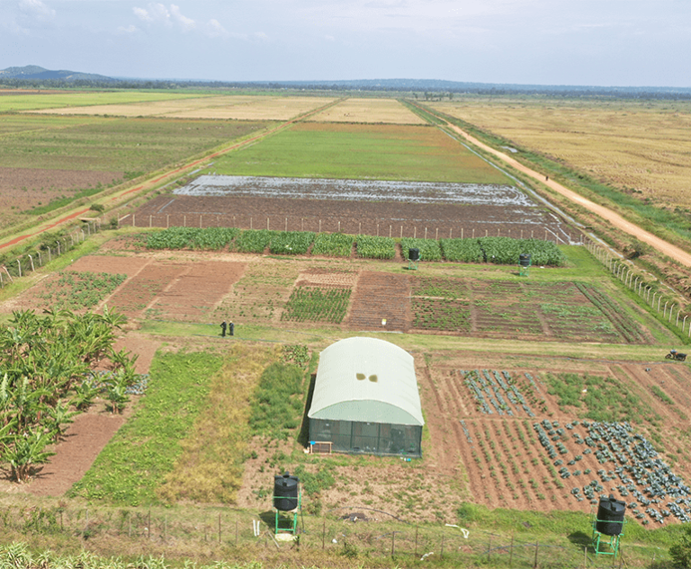 DEMO FARMS TO BOOST HORTICULTURE IN BUNYALA – National Irrigation Authority